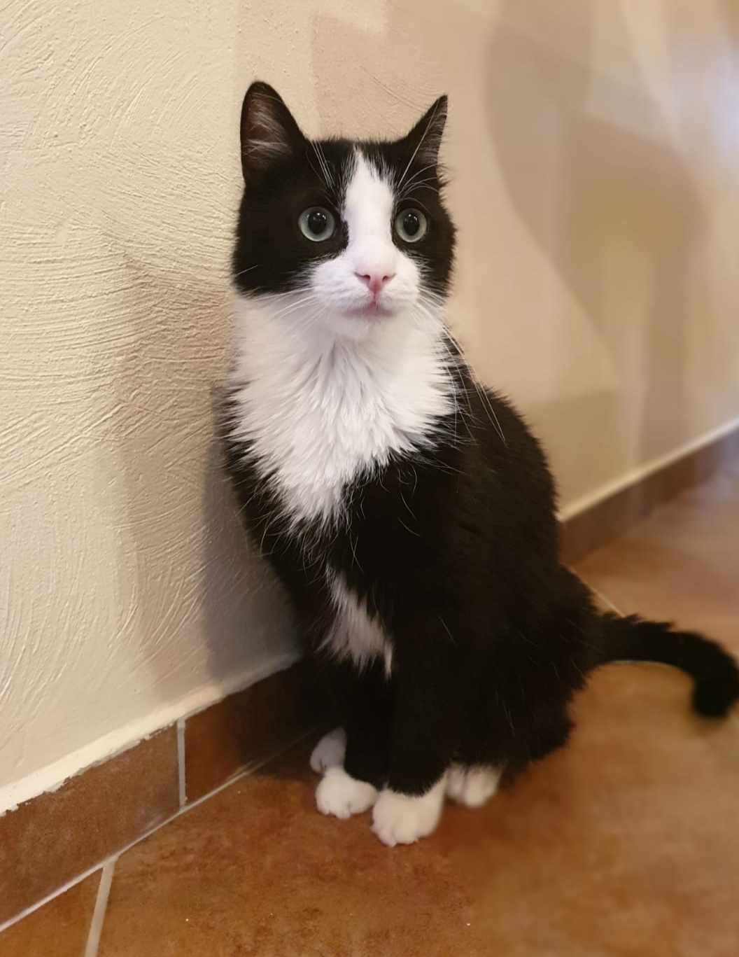 Katzen | Tier Natur und Artenschutz Siebengebirge e.V.