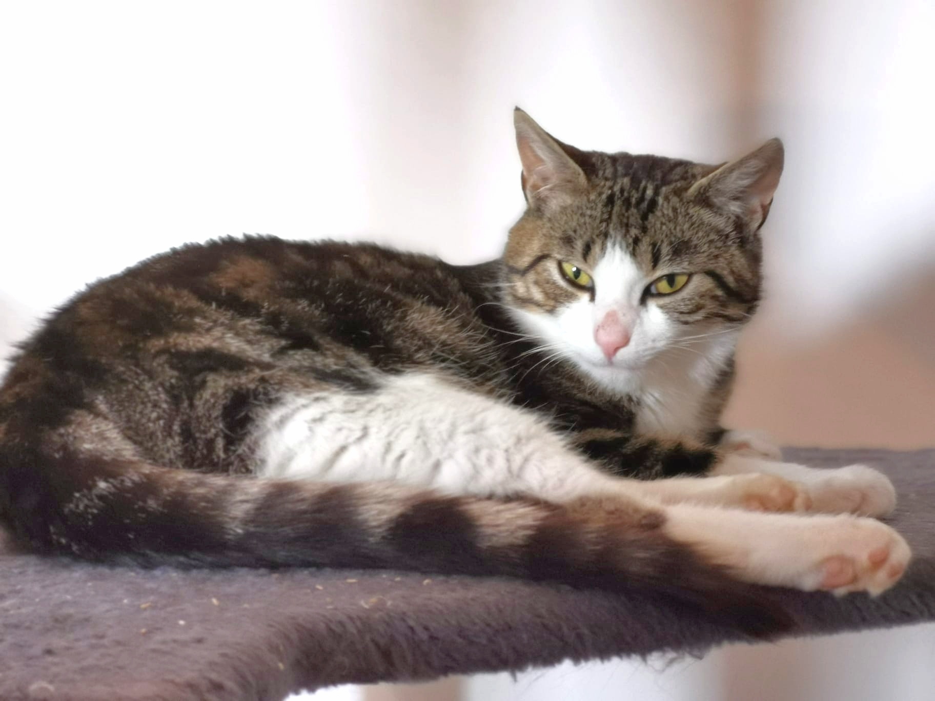 Katzen | Tier Natur und Artenschutz Siebengebirge e.V.