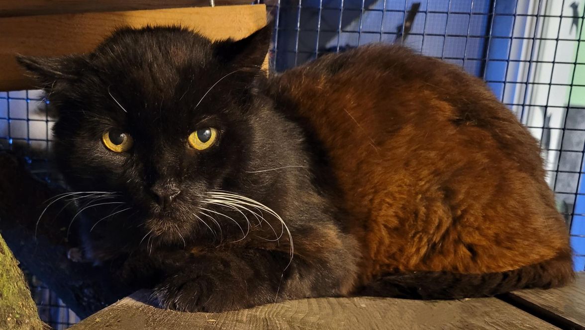 Angelo – lieber auf der Hut | Tier Natur und Artenschutz Siebengebirge e.V.